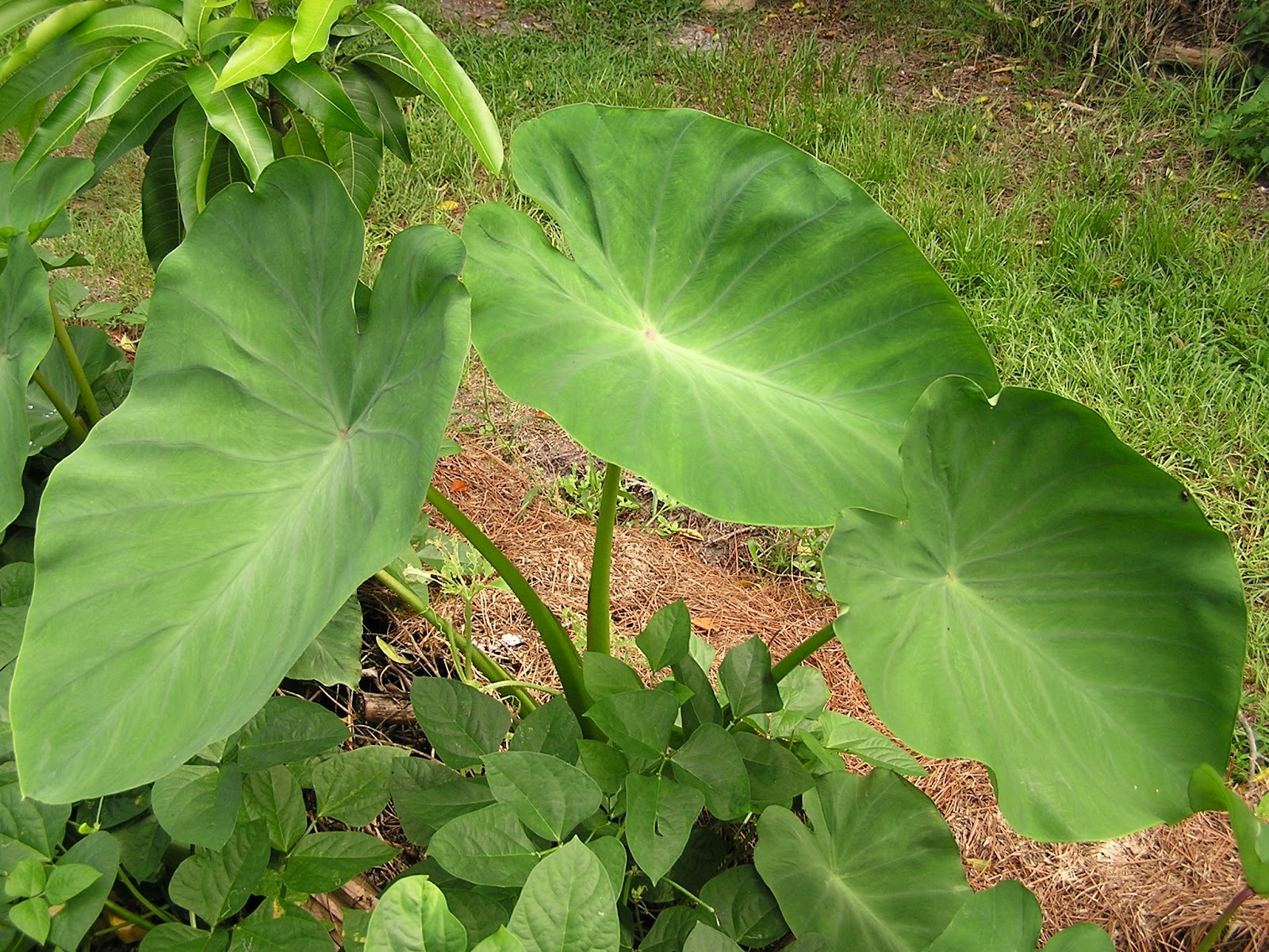 John Starnes' Urban Farm: Identifying Edible 'Elephant Ears'