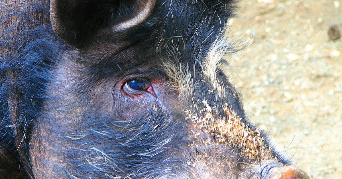 The Backyard Barnyard: Breed Spotlight: American Guinea Hog