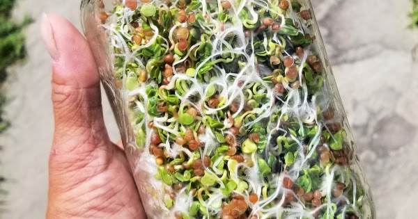 Save Money on Chicken Feed by Sprouting Garden Seeds | Fresh Eggs Daily®