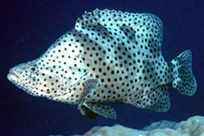 Kerapu | Budidaya Ikan | Ikan Hias | Resep Ikan | Gambar dan Video