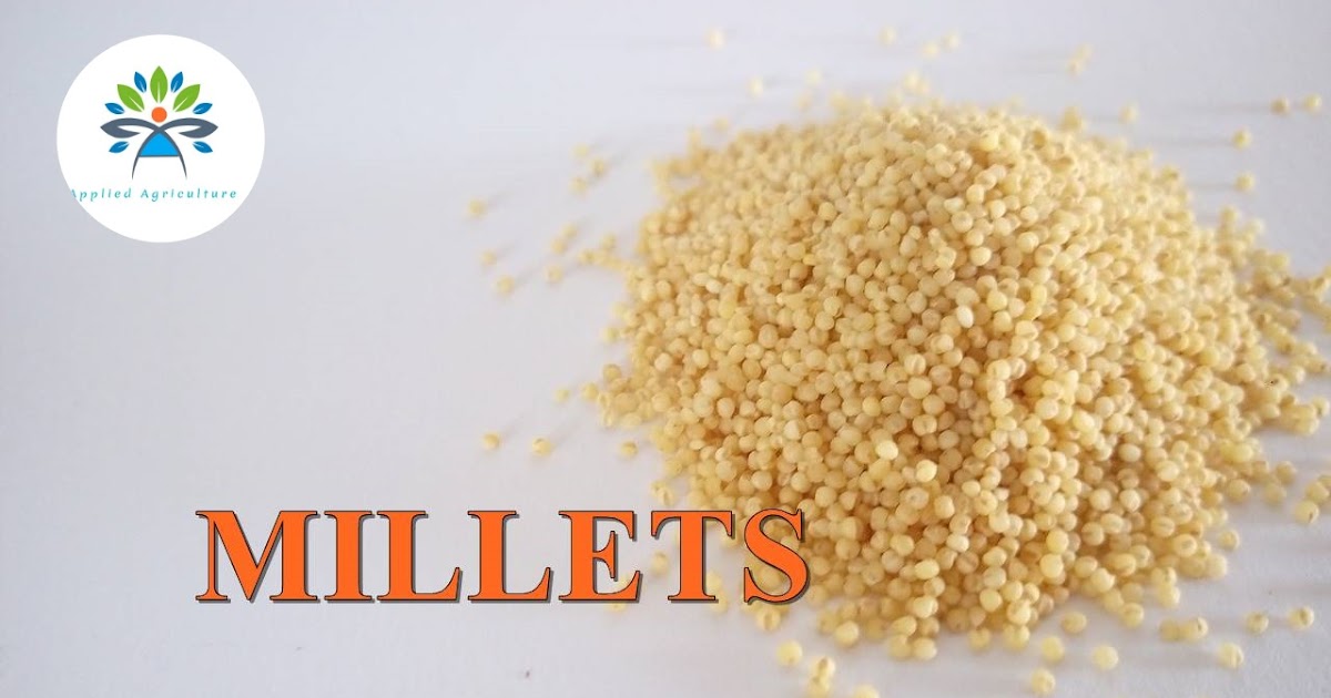 What are millets? Types of millets and their health benefits | Applied ...