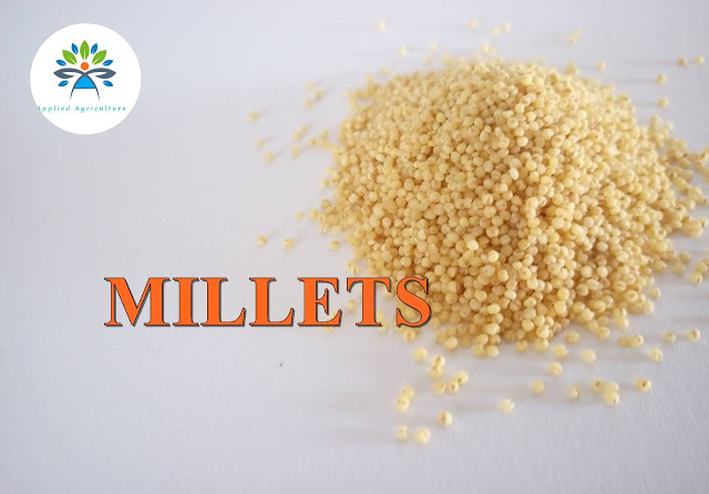 What are millets? Types of millets and their health benefits | Applied ...