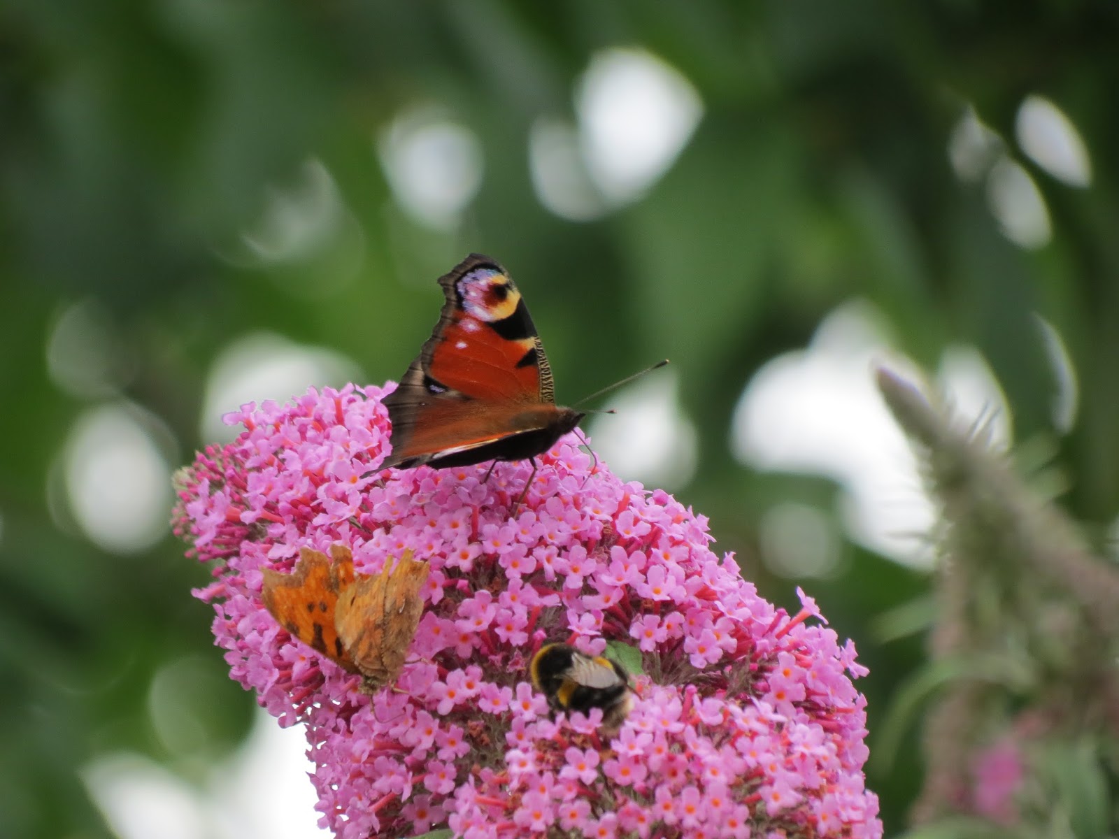 BIRDING AMERSHAM: Garden Butterflying