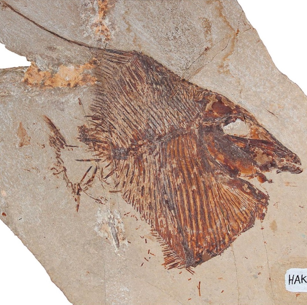 Species New to Science: [PaleoIchthyology • 2019] Flagellipinna ...
