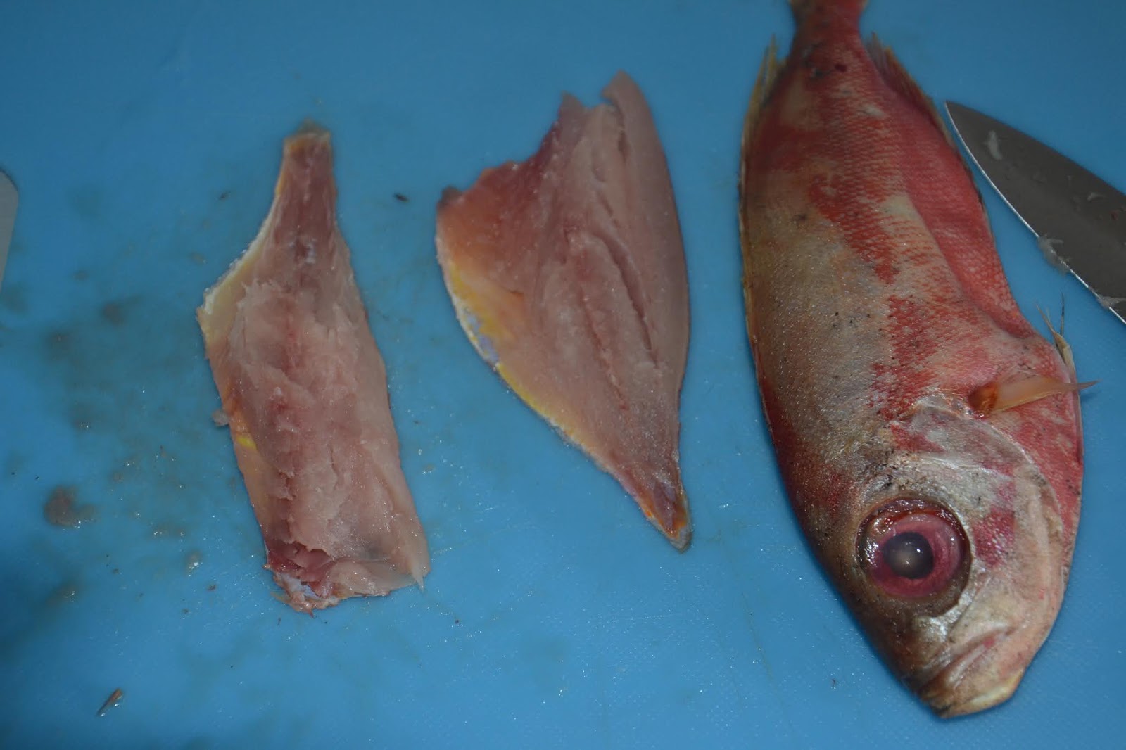 Oppdag Fisk!: Atlanterhavsk Storøye/Atlantic Bigeye/Priacanthus ...