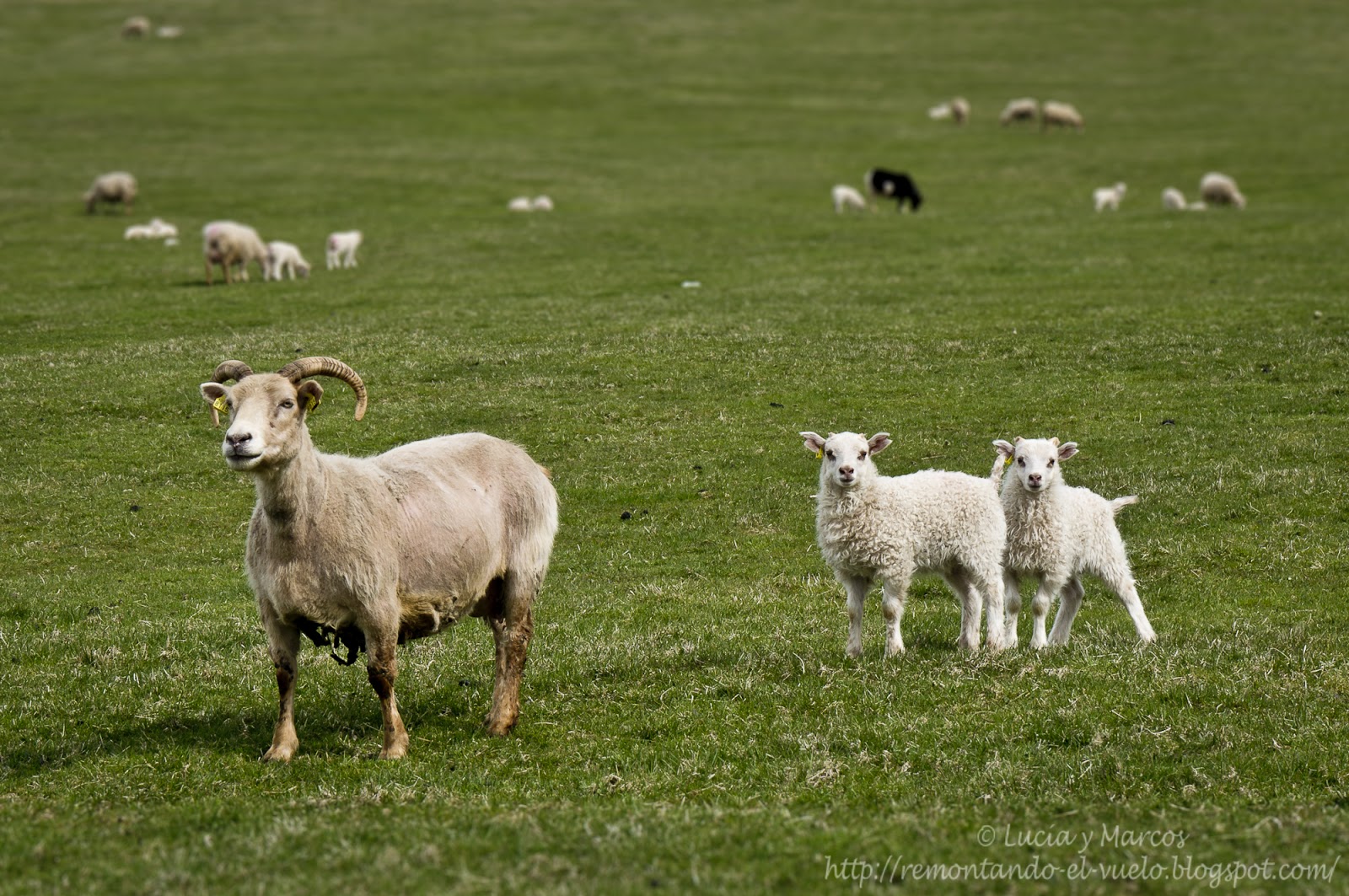 Remontando el Vuelo: 1/07/13 - 1/08/13