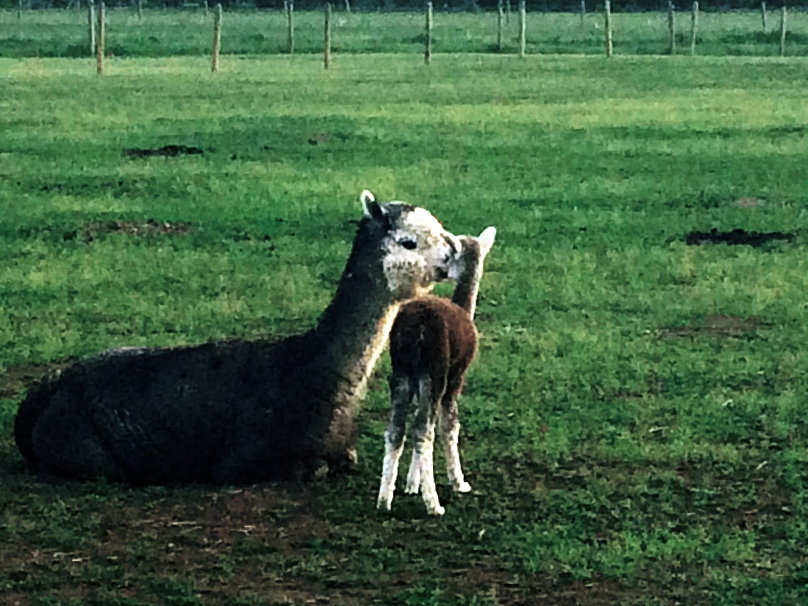 Getting Ready for Cria Alpaca Babies – Alpacas of Montana