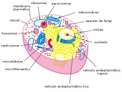 El-Biologo-Confundido: 6.2 ORGANISMOS EUCARIOTICOS