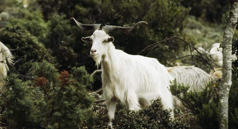 CUENTOS QUE SON VERDADES: “El chivo expiatorio”