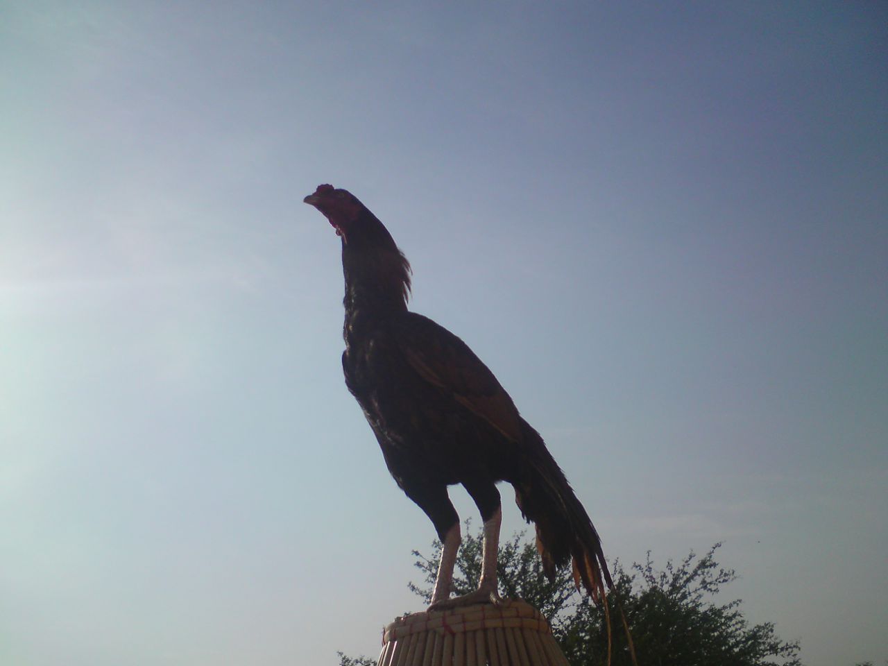 Aseel Murga | Raja Asil