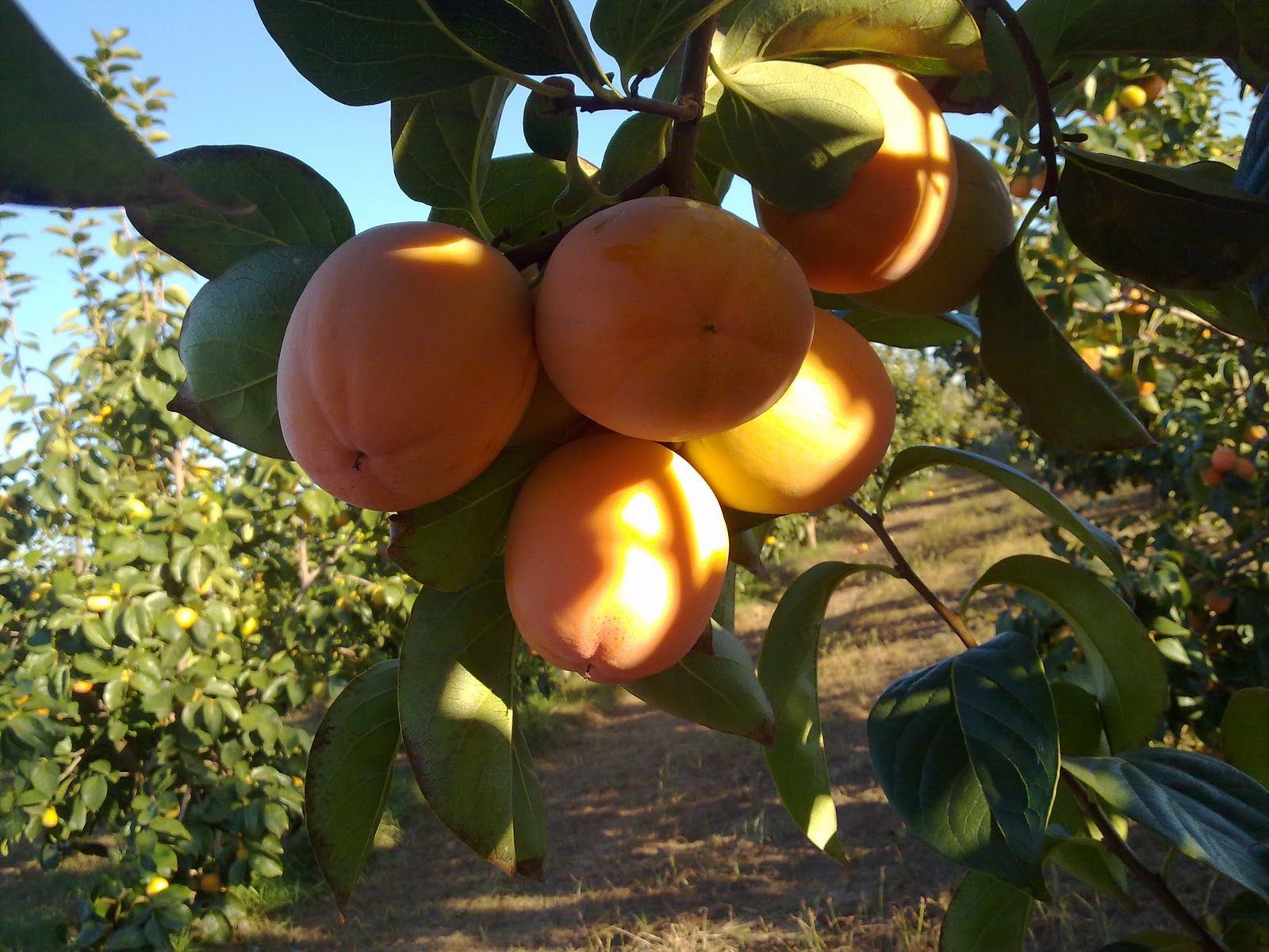 Kaki Persimon de Valencia: Galería de fotos y curiosidades