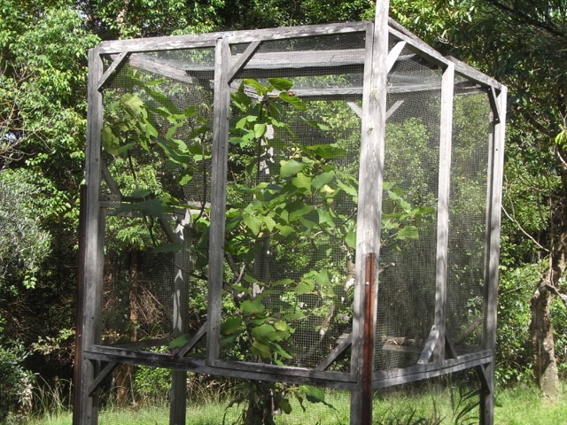 Our Property: Fig tree