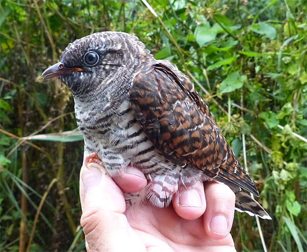 The Barley Birder: The First Common Cuckoo ever ringed at Titchfield ...