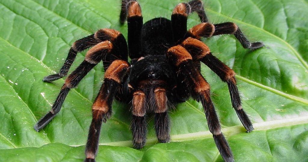 Tarántula