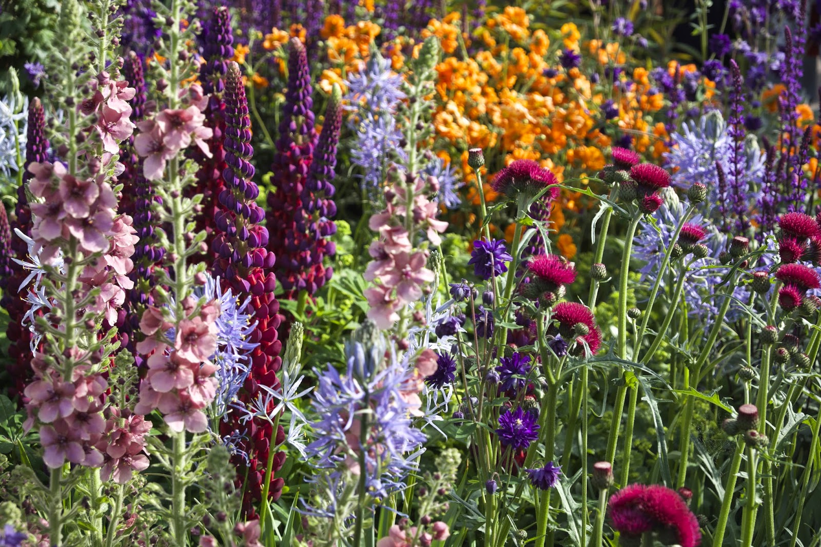 the lime walk: THE CHELSEA FLOWER SHOW