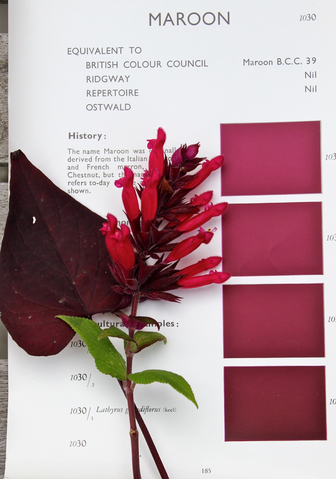 Florez Nursery: Maroon