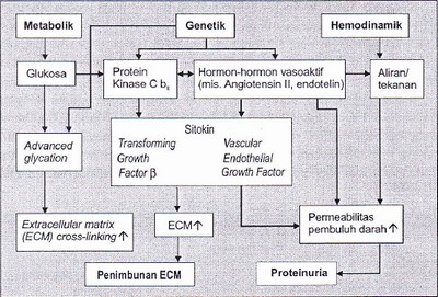 sikkahoder: Nefropati diabetik : Patofisiologi, patologi dan ...