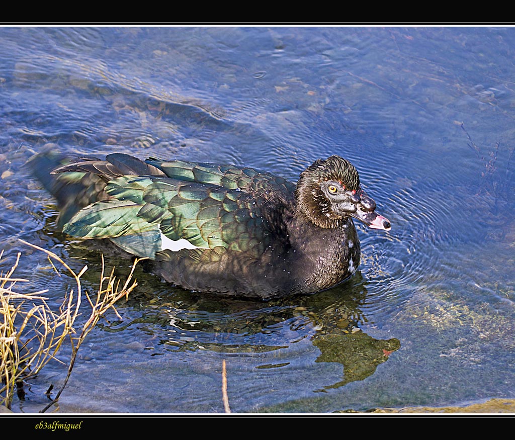 MIS AMIGAS LAS AVES: El pato criollo, pato mudo o pato almizclado ...