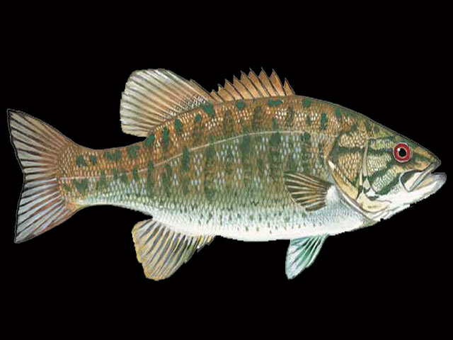 Freshwater Fish List Starting With S | Animals Name A To Z