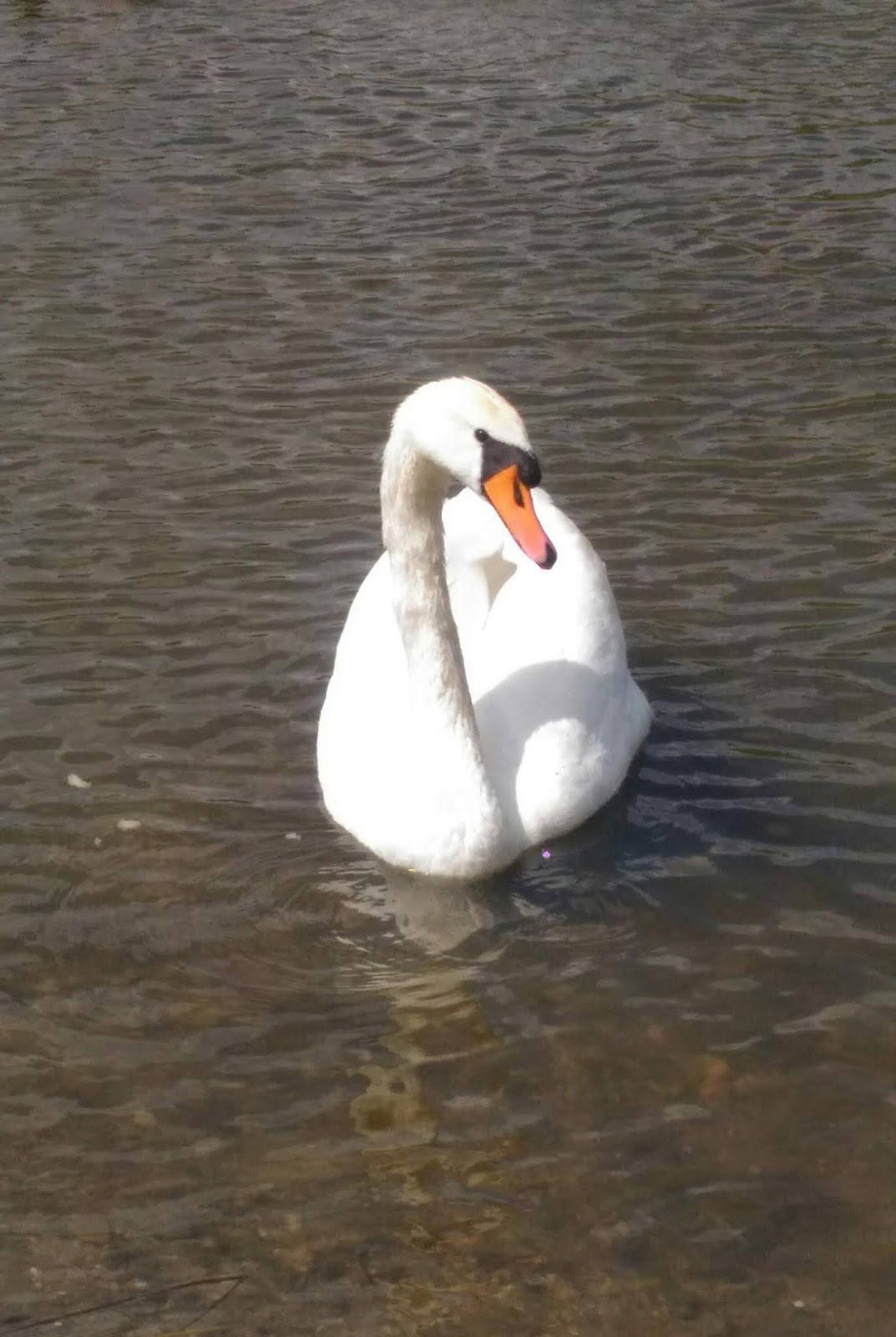 Odblog: Labuť Velká