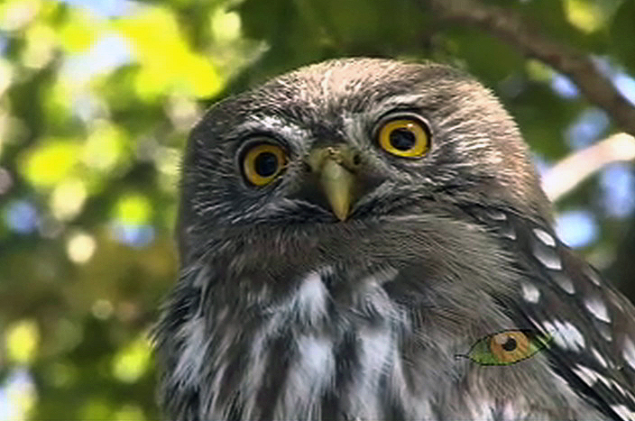 Mitos, Monstruos y Leyendas: El Chonchón.