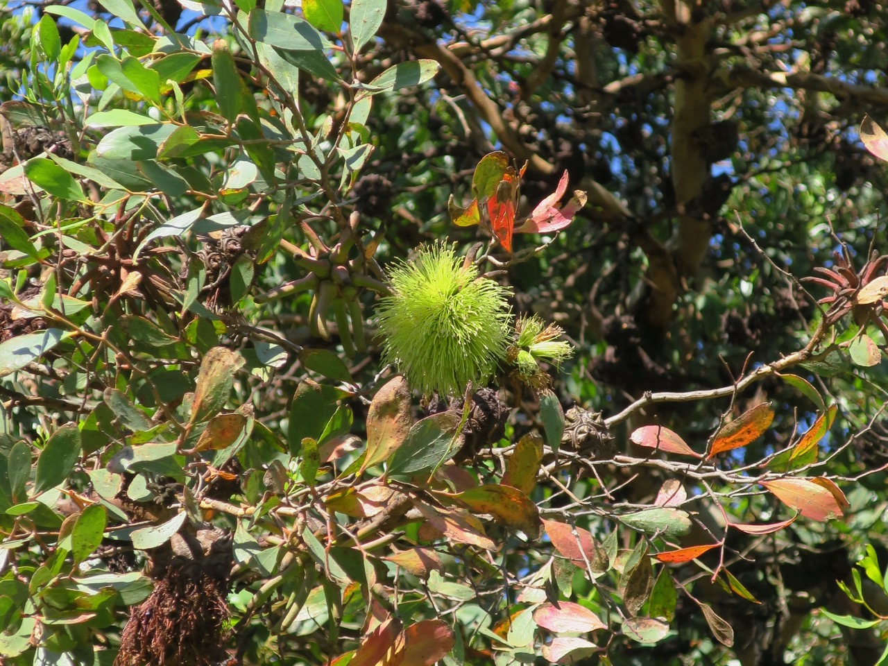 ROADSIDE IKEBANA: BUSHY YATE