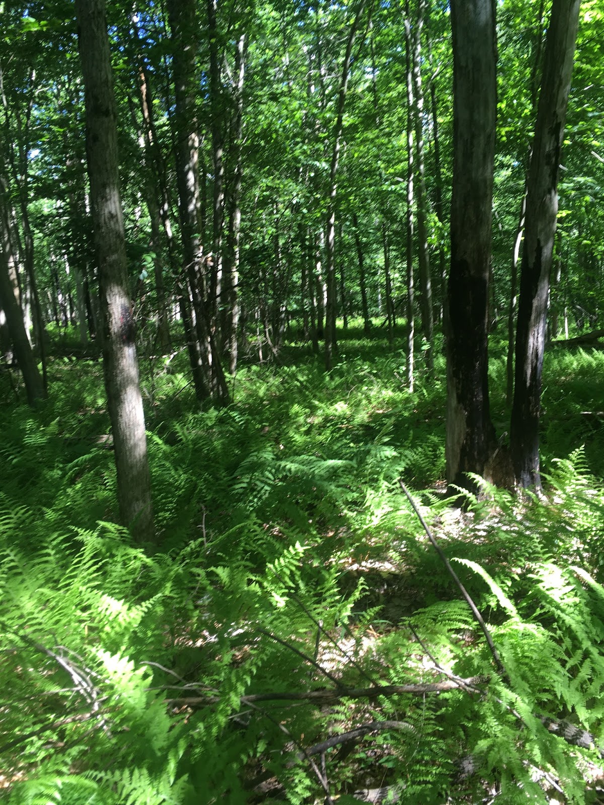 Into the Sky Hole: Thunder Swamp Trail Northwest, June 13, 2020 ...