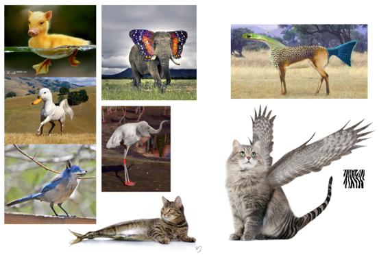 Weekly Challenge - Week 4 - Animal Mash-up