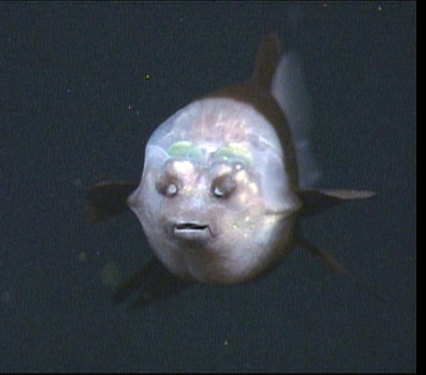 Macropinna microstoma, an usual species of fish with a transparent ...