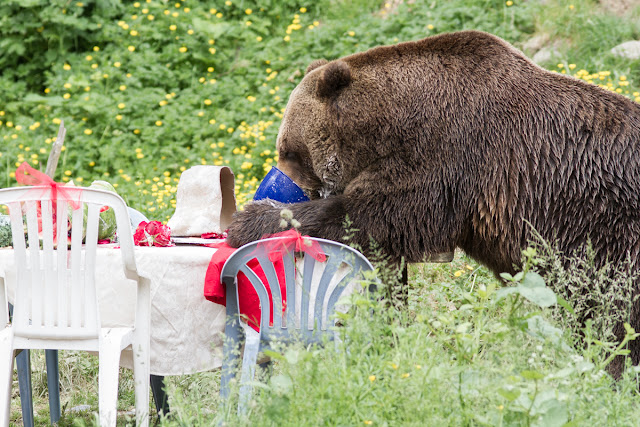 Bear Affair teaches bear smarts in the Northwest