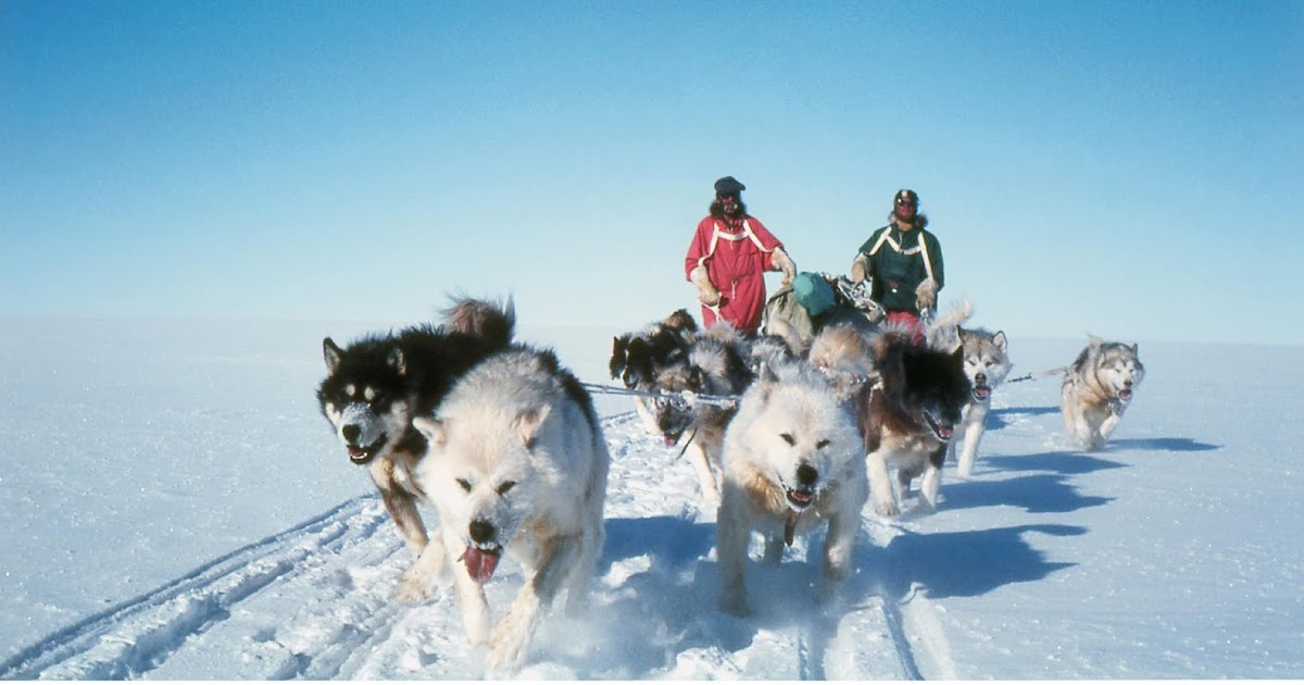 "Dog Days on ICE Antarctic Exploration in a Golden Age" The last dogs ...
