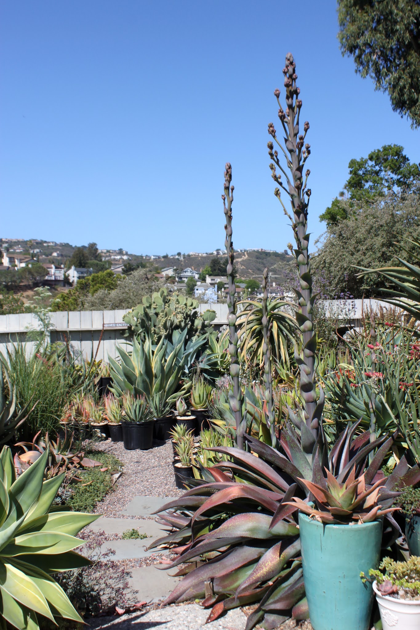 Mangave "Mission to Mars" aka "The Shambling Mound"