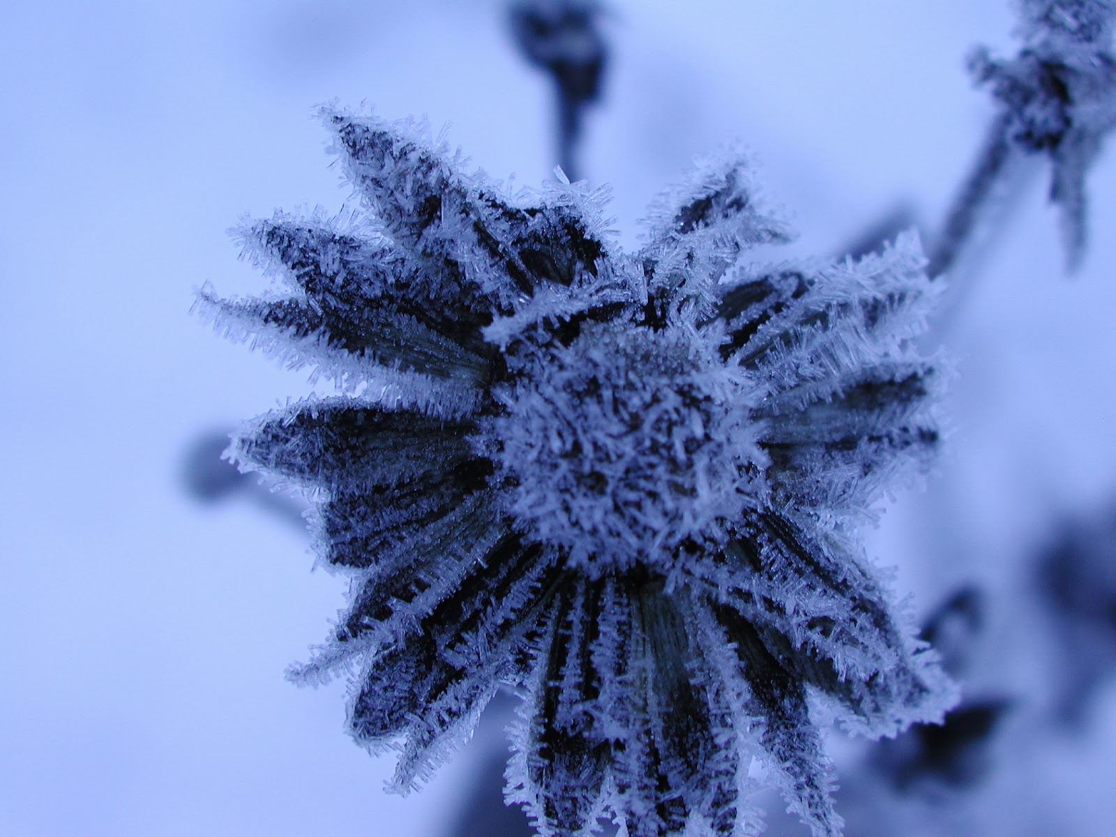 Frost Flowers - A Mountain Hearth
