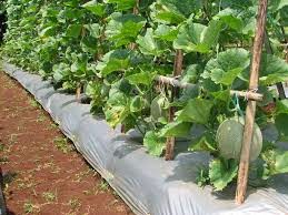 Inilah Gambar Tanaman Muda Melon yang Wajib Disimak! - Informasi ...