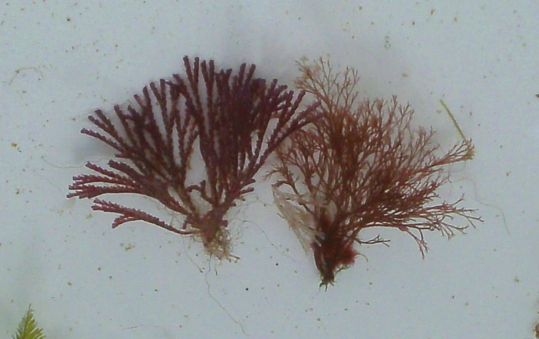 Harbor Watch: Branching Bryozoa and Red Algae