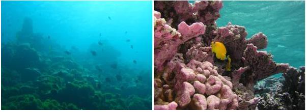 Degraded Reefs in One of Our Monuments » Marine Conservation Institute