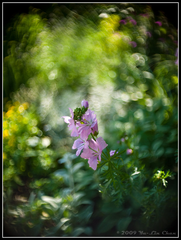 Lens Bubbles: A Couple of Colour Pictures from JML 25mm f0.95