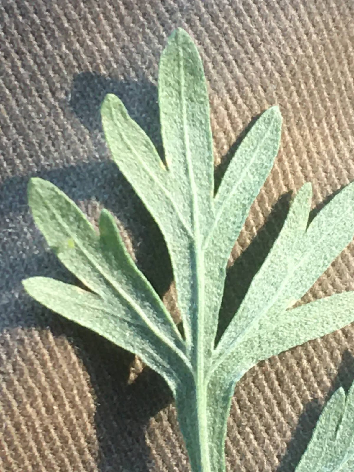 Wild Herb Ways: Wormwood