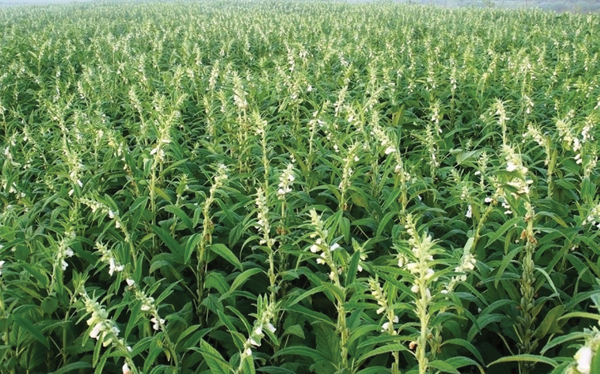 Divine Diyaas: Sesame Seeds - Oldest Crop of India