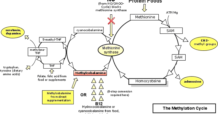 Living With ME/CFS: The Methylation Cycle: Central to ME/CFS