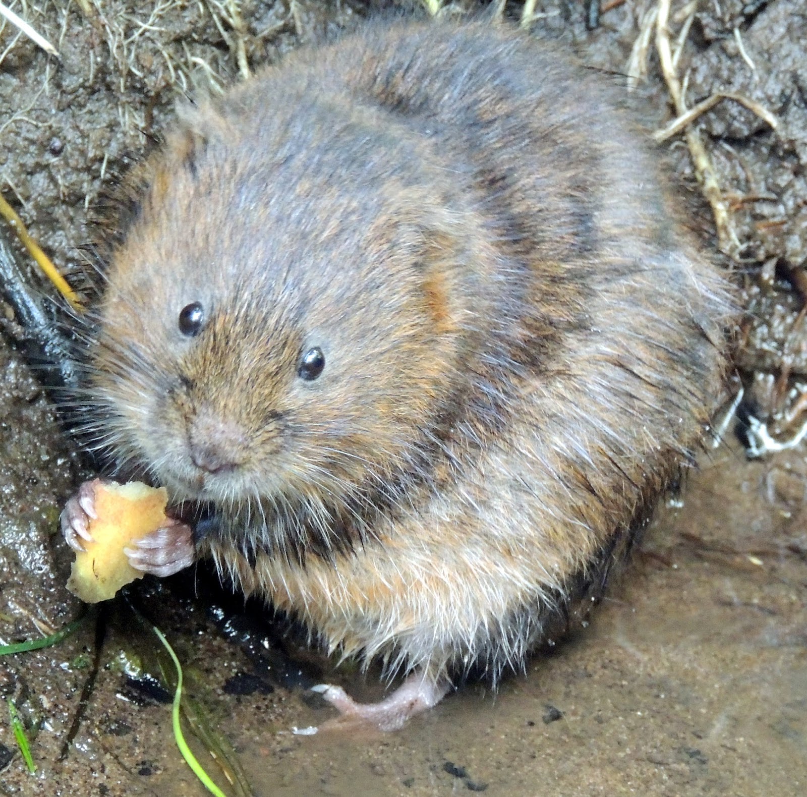 About a Brook: When Voles Grow Bold