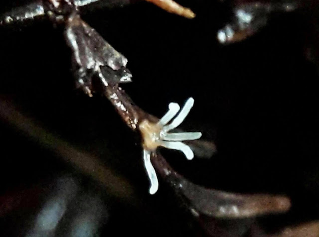 艾~台灣的真菌手札 (Emily, Amy & Allan's Taiwan fungi journal): 【No.256 ...