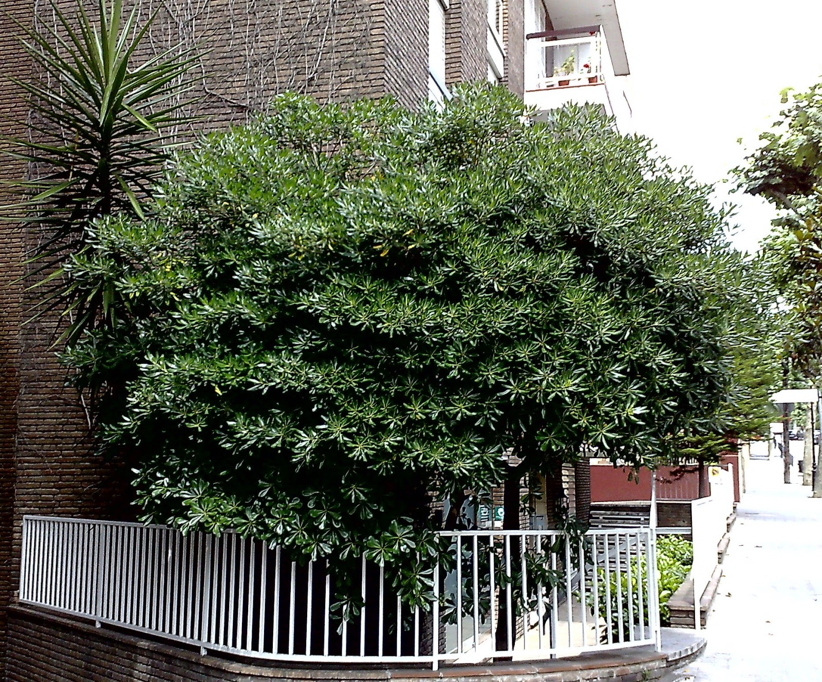 Árboles con alma: Azahar de la China. Pitòspor (Pittosporum tobira)