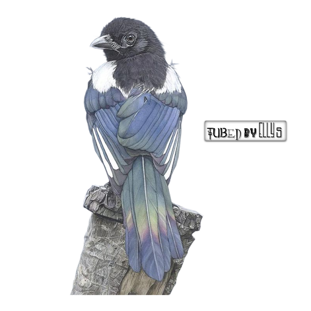 Alles voor en over PSP : TUBES VOGELS