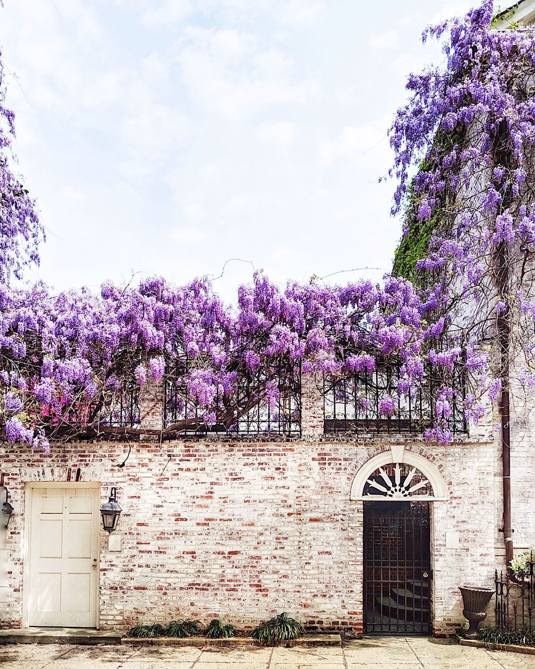 Il Glicine In Fiore {The wisteria is in bloom!} {𝐿𝒾𝒻𝑒, 𝐿𝑜𝓋𝑒, 𝐹𝓁𝑜𝓌𝑒𝓇𝓈 ...
