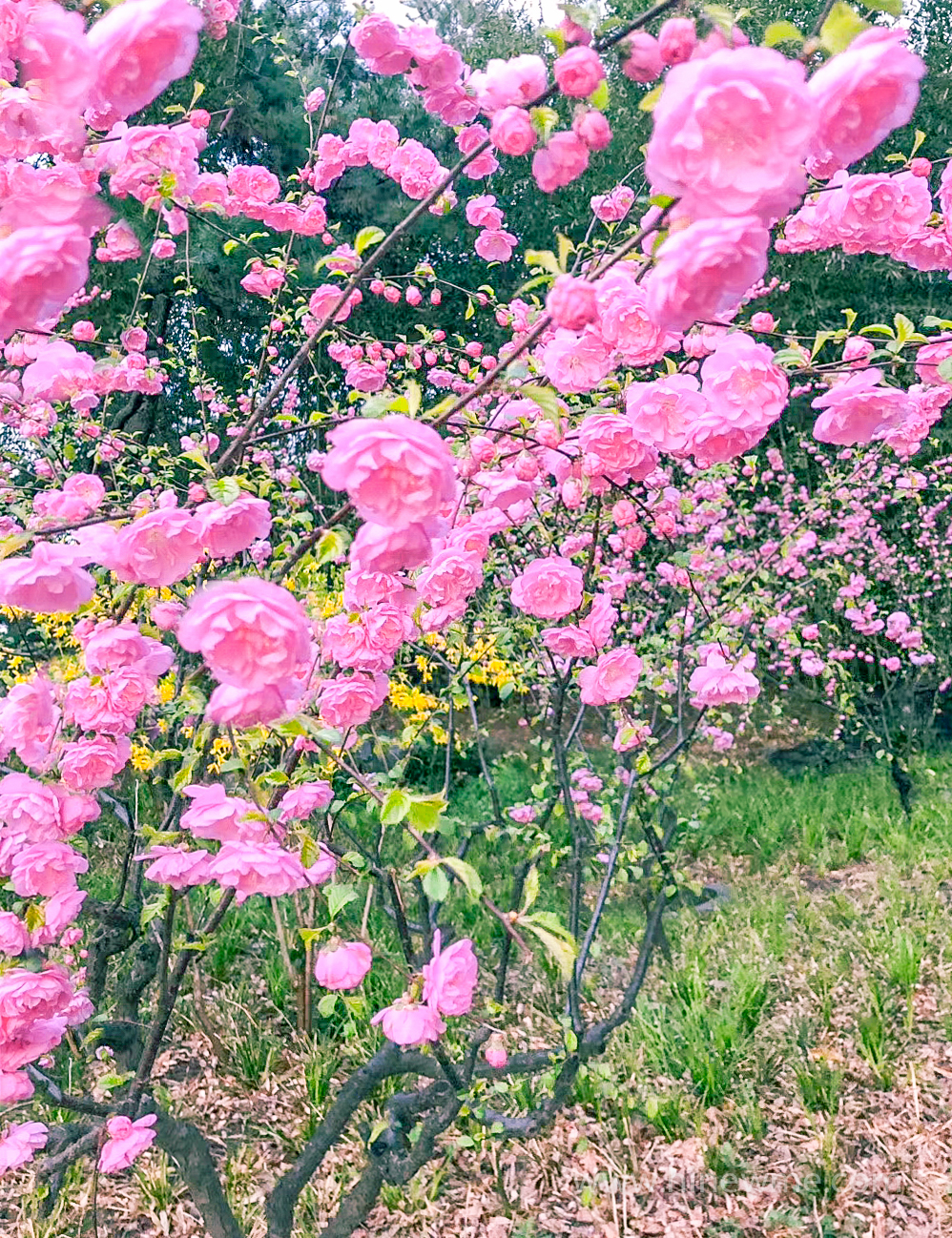 11 flower landscape photography tips，50pictures, come to see my tips ...