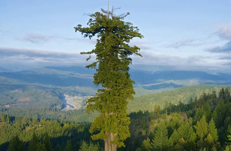Hyperion tree, the world's tallest tree, estimated to be between 700 ...