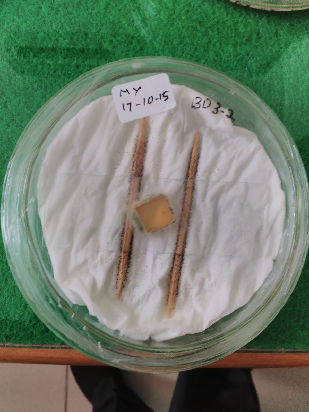 Cara Membuat Slide Culture - JakBelajar