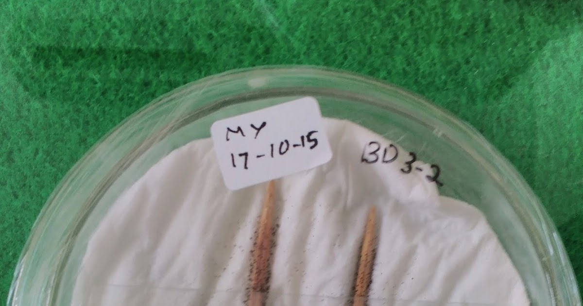 Cara Membuat Slide Culture - JakBelajar