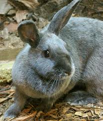 PETS: Beveren Rabbit